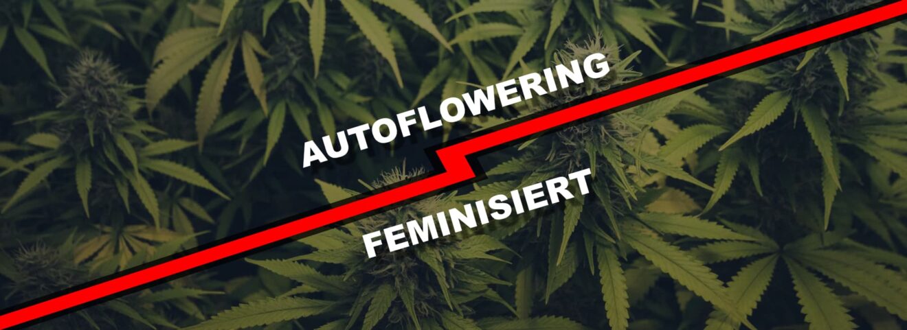 Autoflowering vs. feminisierte Cannabis-Samen - Hemp420